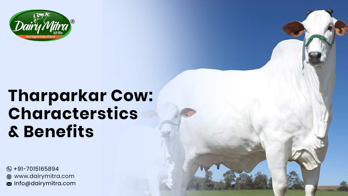 Tharparkar Cow: Characterstics & Benefits
