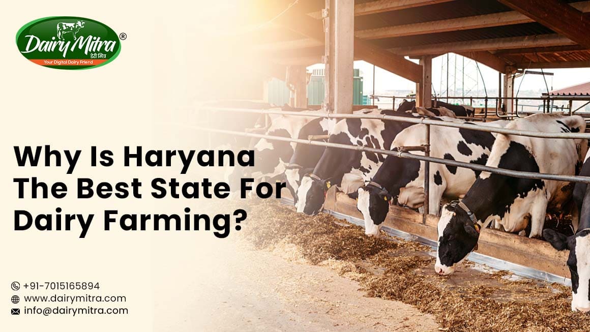Why Is Haryana The Best State For Dairy Farming?